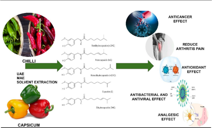 Capsaicin: an in-depth review of its chemical properties, health ...