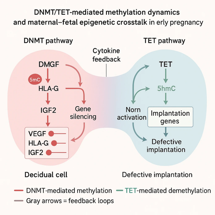 Epigenetic dysregulation in recurrent pregnancy loss: the pivotal roles ...