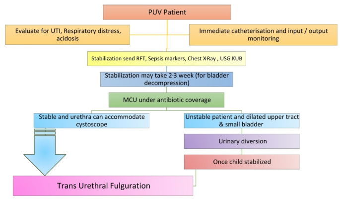 Posterior urethral valves in children: from antenatal diagnosis to long ...