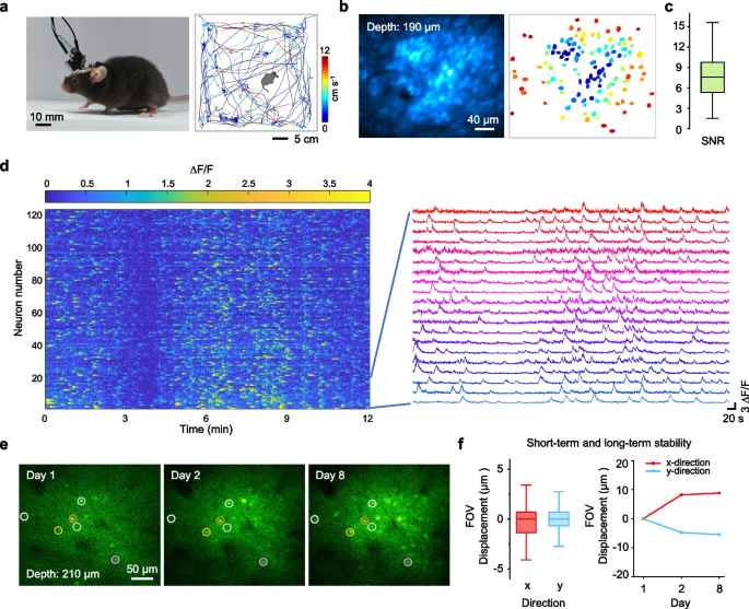 Compound metalens-based miniature two-photon microscope for large-FOV ...
