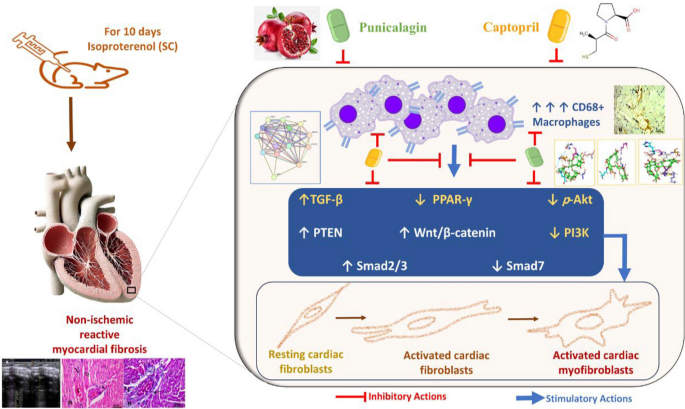 Punicalagin and captopril mitigate the fibrogenic CD68+ macrophages ...