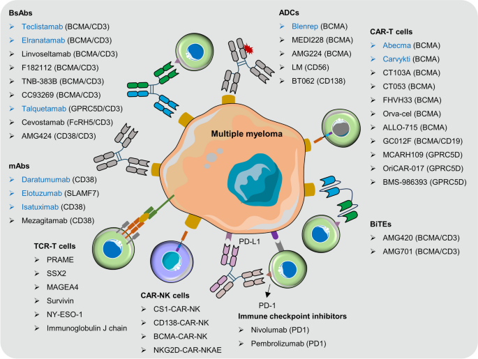 Multiple myeloma: signaling pathways and targeted therapy | Molecular Biomedicine