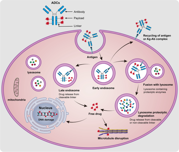 Multiple myeloma: signaling pathways and targeted therapy | Molecular Biomedicine