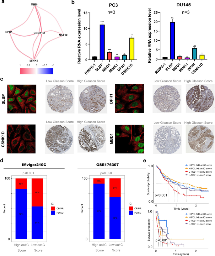 Acetyltransferase NAT10 promotes an immunosuppressive microenvironment ...