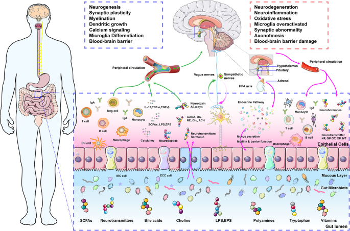 Microbiota–gut–brain axis in neurodegenerative diseases: molecular ...