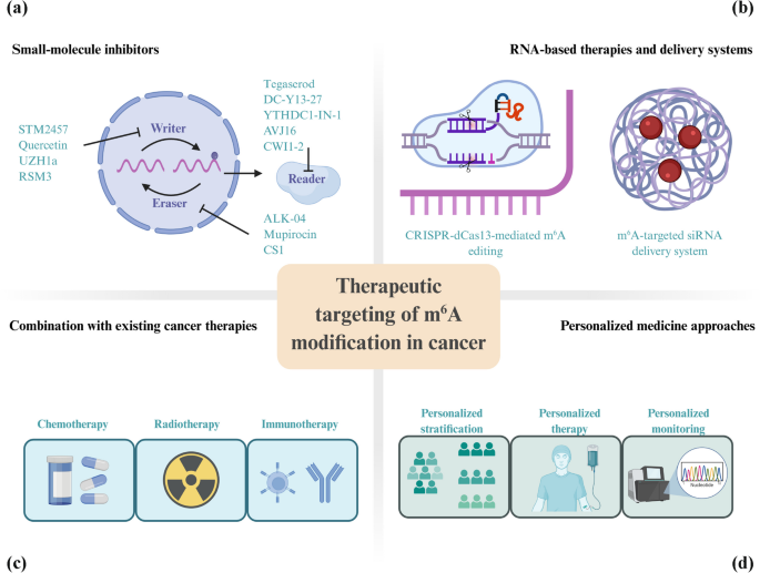 The m6A modification in cancer: roles, implications, and its potential in therapy | Molecular ...