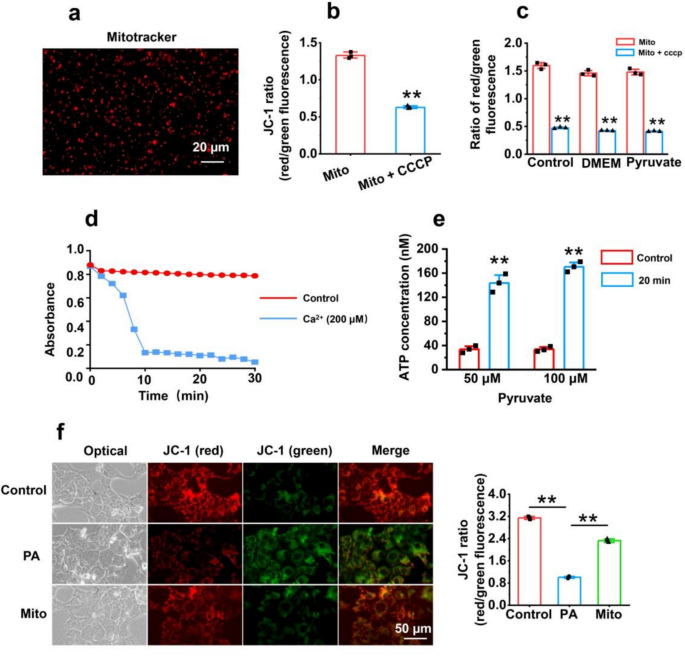 Healthy mitochondria attenuate metabolic dysfunction-associated ...