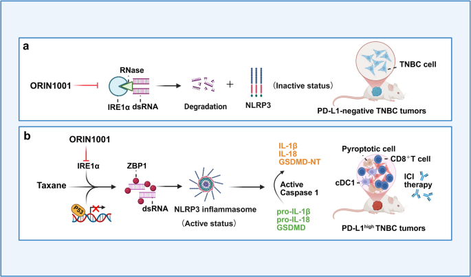 A new frontier in cancer therapy: Inositol-requiring enzyme 1 alpha ...