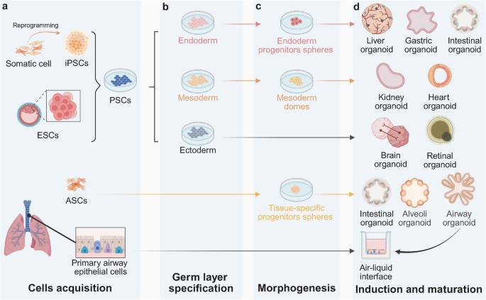 Organoids in respiratory virus research: advances and perspectives ...