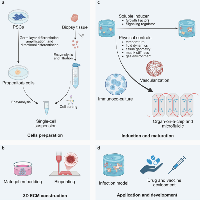 Organoids in respiratory virus research: advances and perspectives ...