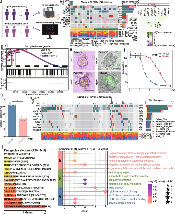 Delta-like ligand 4 mediated myeloid-derived suppressor cell metabolic ...