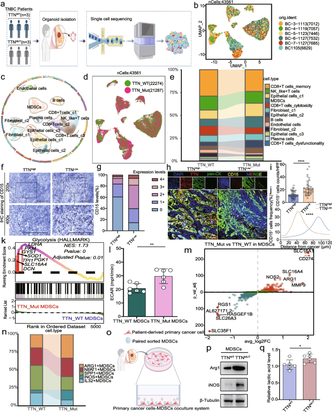 Delta-like ligand 4 mediated myeloid-derived suppressor cell metabolic ...