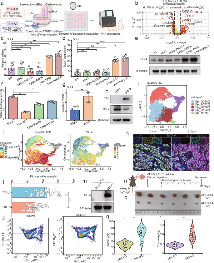 Delta-like ligand 4 mediated myeloid-derived suppressor cell metabolic ...