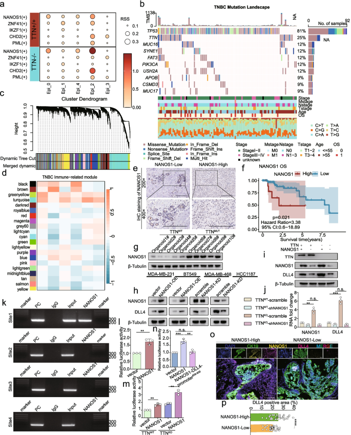 Delta-like ligand 4 mediated myeloid-derived suppressor cell metabolic ...