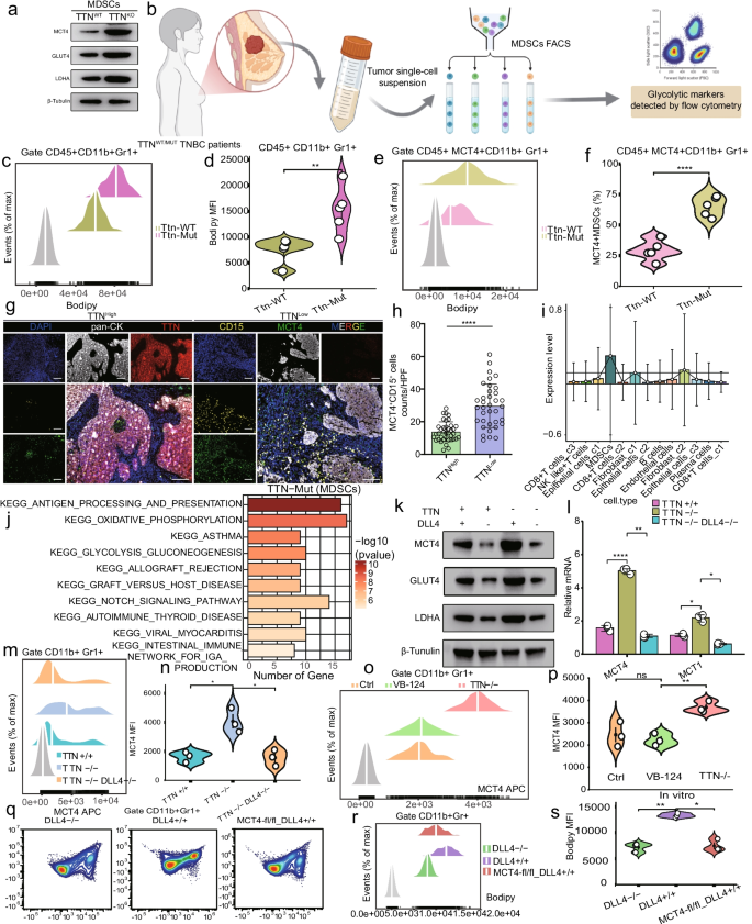 Delta-like ligand 4 mediated myeloid-derived suppressor cell metabolic ...