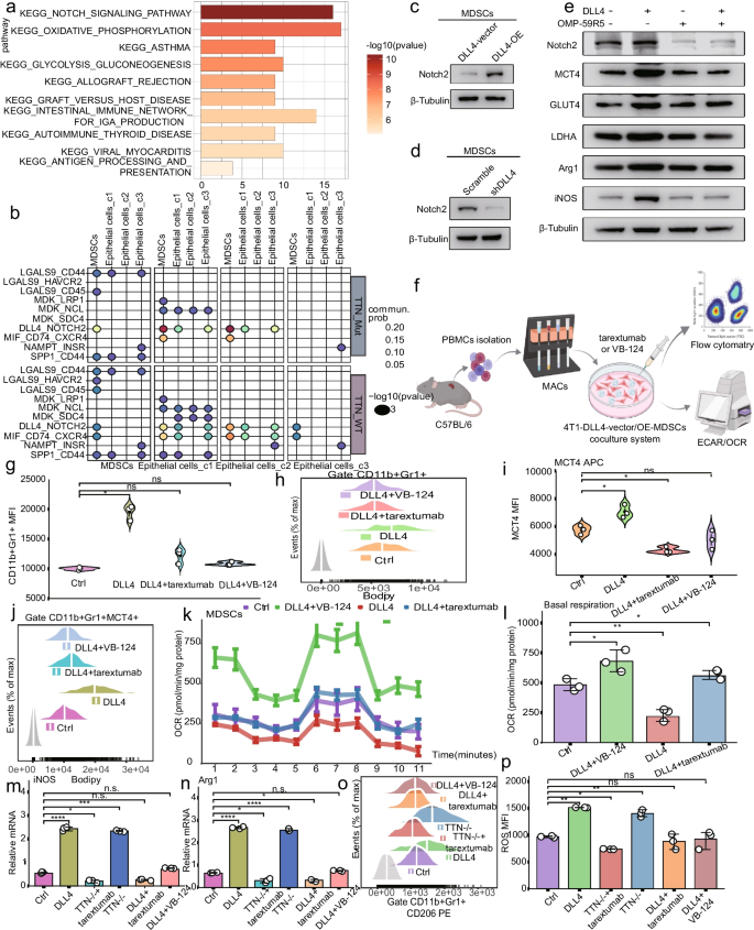 Delta-like ligand 4 mediated myeloid-derived suppressor cell metabolic ...