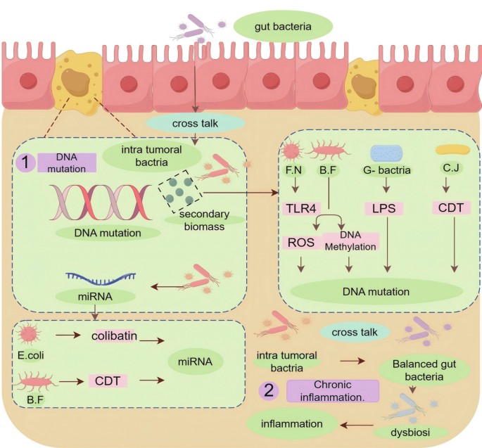 Intratumoral microbiome: a crucial regulating factor in development and ...