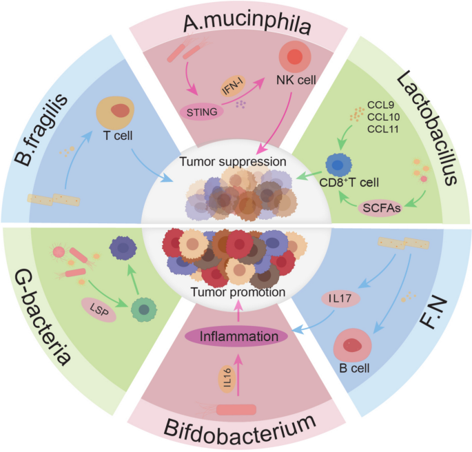 Intratumoral microbiome: a crucial regulating factor in development and ...