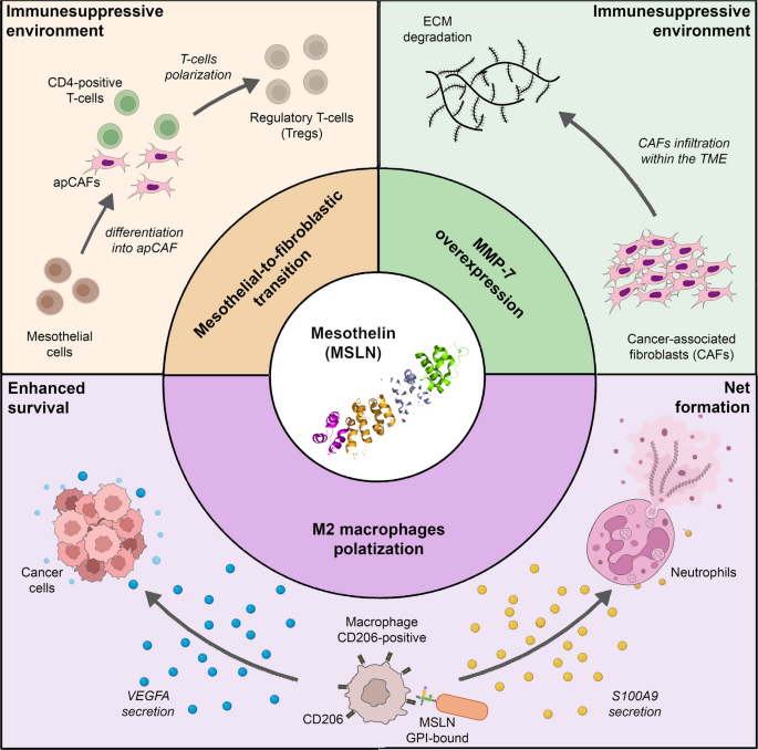 Decoding the role of mesothelin in tumor dynamics and targeted ...