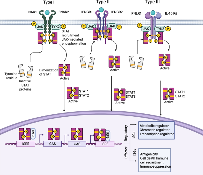 Interferon signaling pathways in health and disease | Molecular Biomedicine