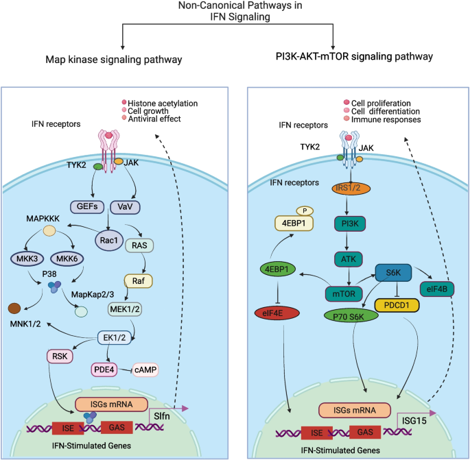 Interferon signaling pathways in health and disease | Molecular ...