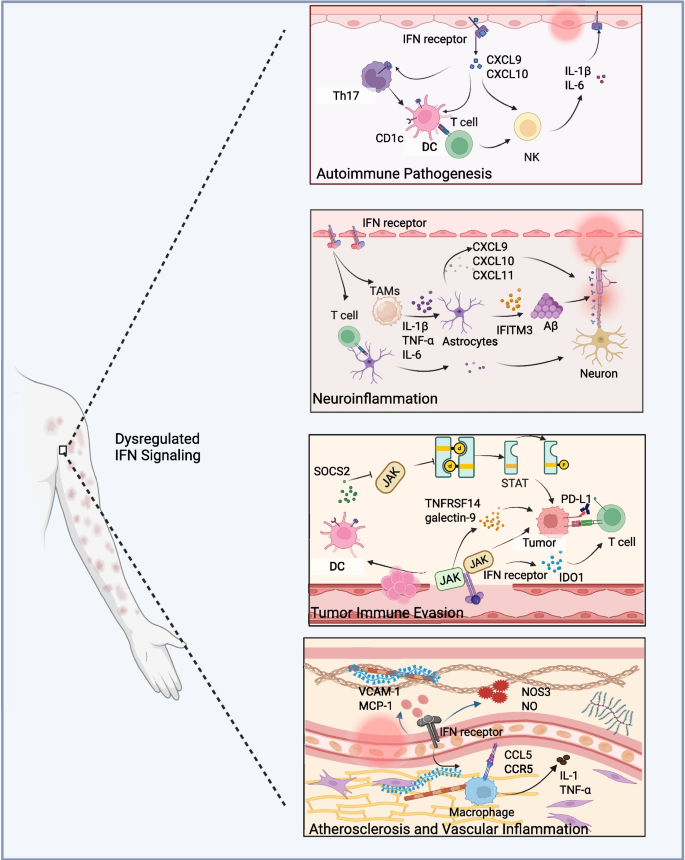 Interferon signaling pathways in health and disease | Molecular ...