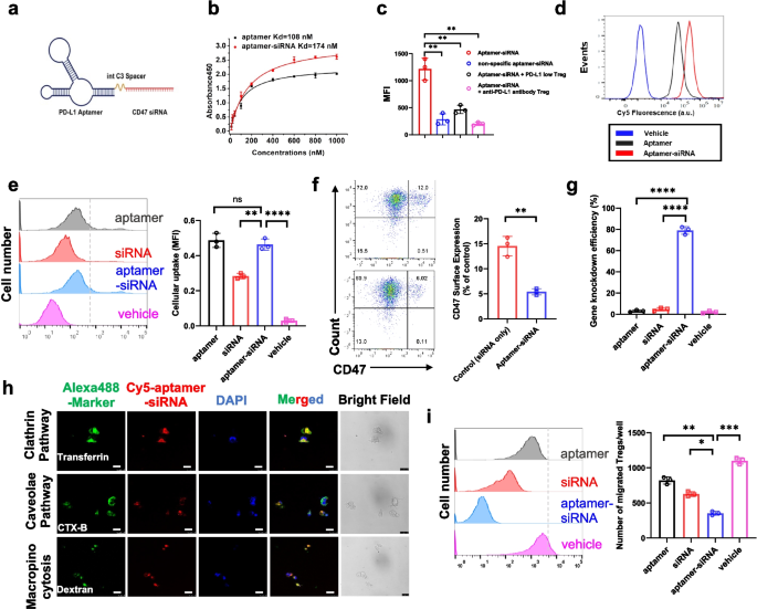 Targeting tumor-infiltrating regulatory T cells: combining CD47 and PD ...