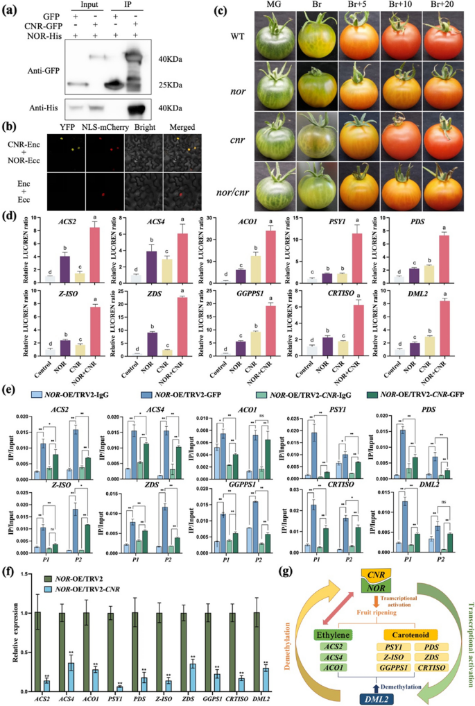 Transcription factor NOR and CNR synergistically regulate tomato fruit ...