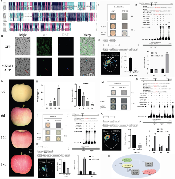 C2H2-type zinc finger protein transcription factor MdZAT1 plays a ...