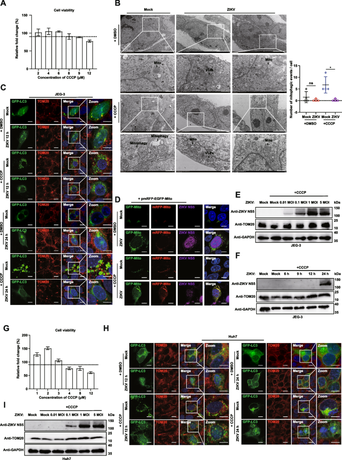 Zika virus inhibits mitophagy to facilitate its replication | Animal ...