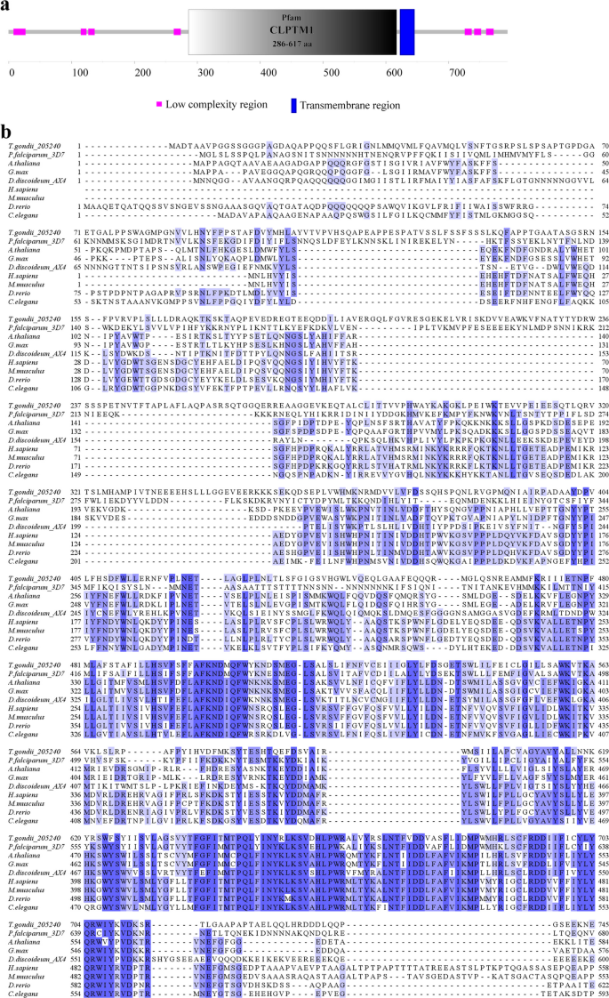 T. gondii CLPTM1 enhances in vivo virulence through activation of the ...