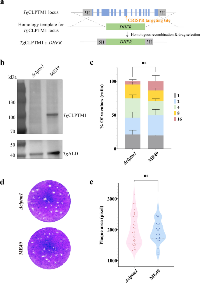 T. gondii CLPTM1 enhances in vivo virulence through activation of the ...