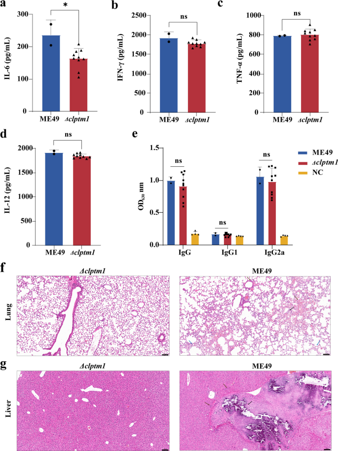 T. gondii CLPTM1 enhances in vivo virulence through activation of the ...