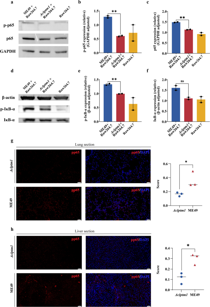 T. gondii CLPTM1 enhances in vivo virulence through activation of the ...