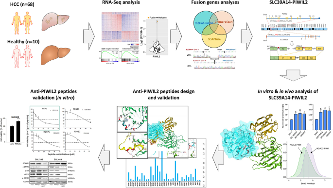 Peptide‑based therapeutics targeting the SLC39A14‑PIWIL2 fusion in ...