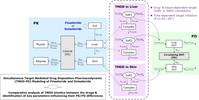 Simultaneous Target-Mediated Drug Disposition-Pharmacodynamic (TMDD-PD ...