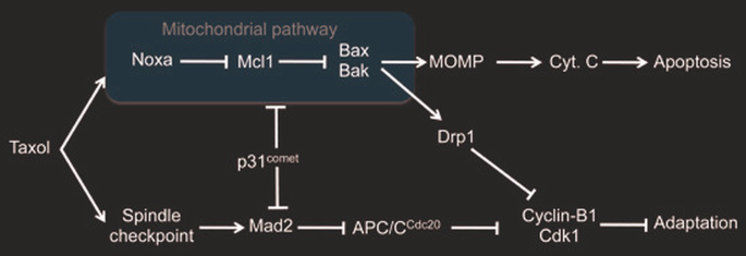 Genome‐wide siRNA screen reveals coupling between mitotic apoptosis and ...