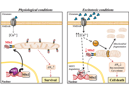 Mfn2 downregulation in excitotoxicity causes mitochondrial dysfunction ...