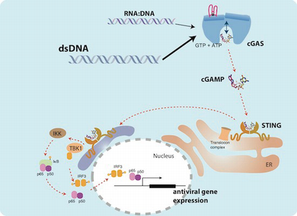 Cytosolic RNA:DNA hybrids activate the cGAS–STING axis | The EMBO Journal