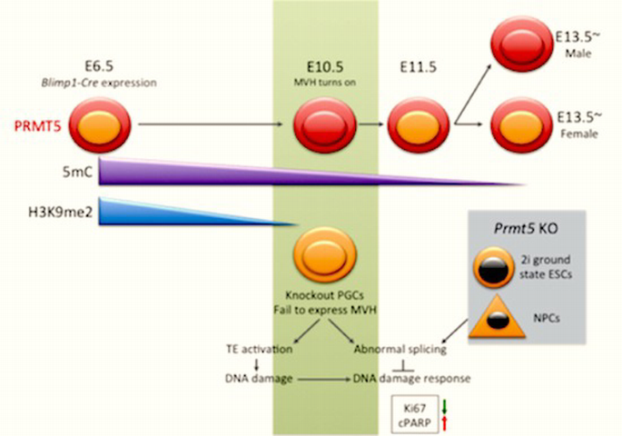 The Sm protein methyltransferase PRMT5 is not required for primordial ...