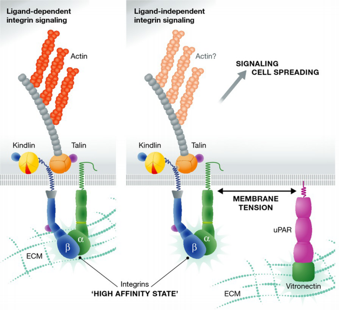 Membrane tension drives ligand‐independent integrin signaling | The ...