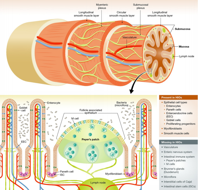 Generating human intestinal tissues from pluripotent stem cells to ...