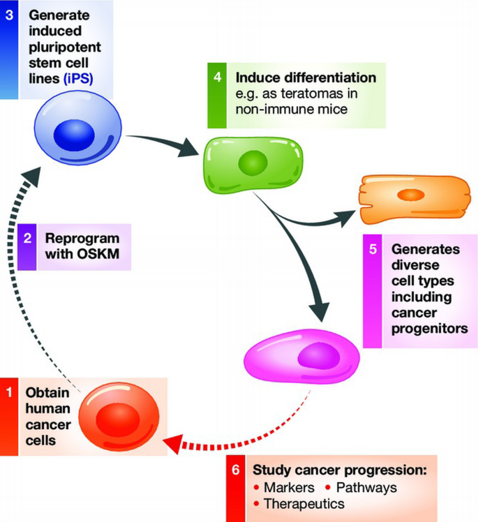 Reprogramming of human cancer cells to pluripotency for models of ...