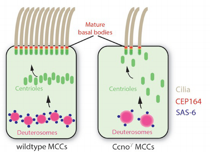 Cyclin O (Ccno) functions during deuterosome‐mediated centriole ...