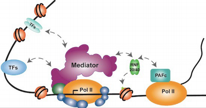 The Mediator subunit MED23 couples H2B mono‐ubiquitination to ...