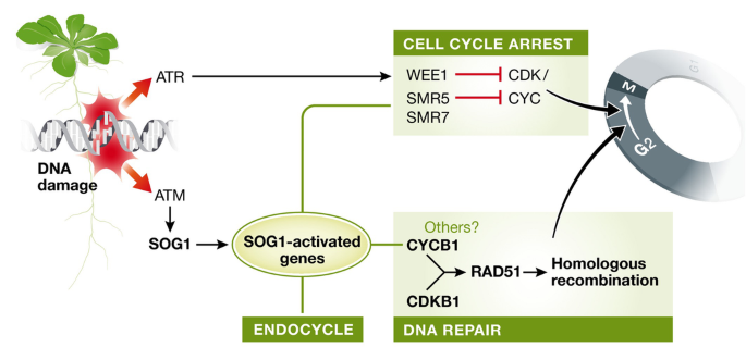 A plant solution to the CDK conundrum in the DNA damage response | The ...