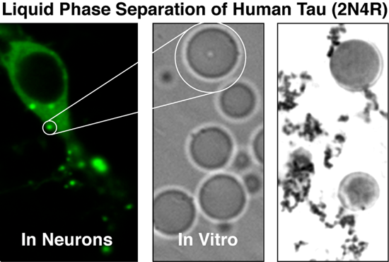 Tau protein liquid–liquid phase separation can initiate tau aggregation ...