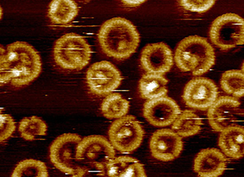 Mechanism of membrane pore formation by human gasdermin‐D | The EMBO ...