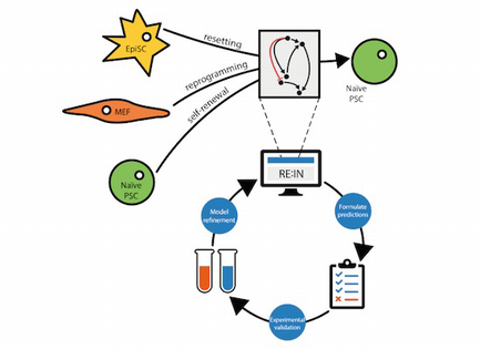 A common molecular logic determines embryonic stem cell self‐renewal ...