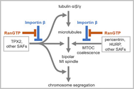 RanGTP and importin β regulate meiosis I spindle assembly and function ...
